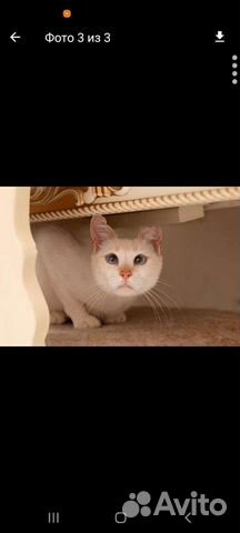 Кошки в добрые в руки