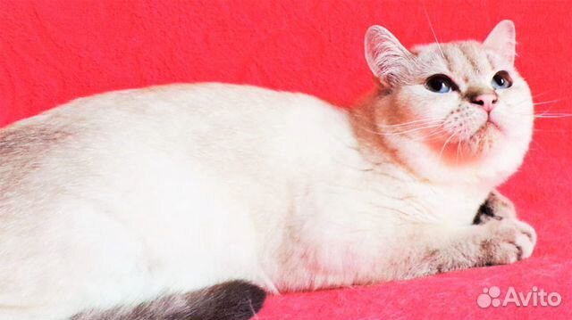 Девочки британочки-милые красавушки