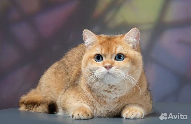 Британская золотая шиншилла