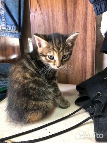 Котята приносящие удачу