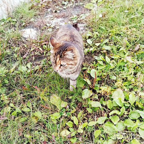 Кошечке с дачи нужны хозяева