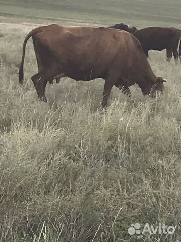 Продаю скот