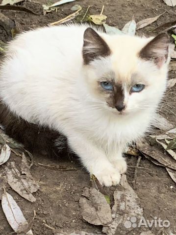 Котенок сиамочка