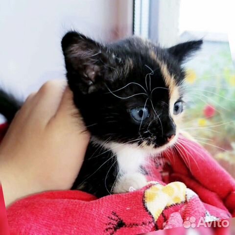 Котёнок, котята голубоглазая малышка 1,5 мес