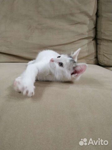 Котенок девочка в добрые руки