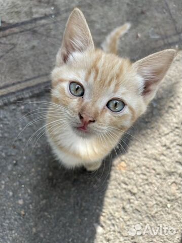 Котенок девочка 2мес