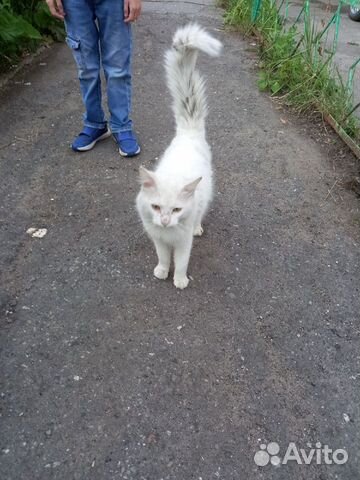 Пропадает кот