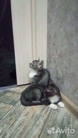Котята в хорошие руки