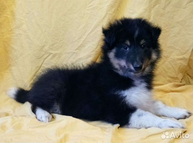 Щенки Шелти