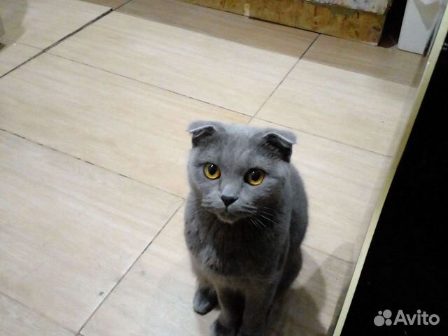 Шотландская вислоухая кошка