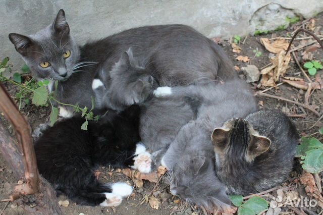 Котята отдам в добрые руки бесплатно