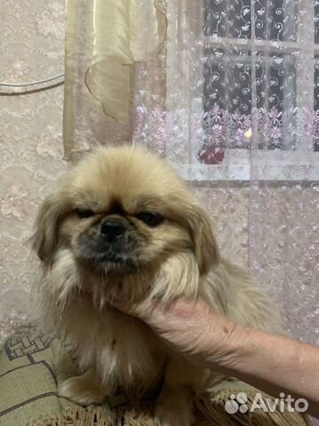 Отдам даром в хорошие руки породистую собаку (пики