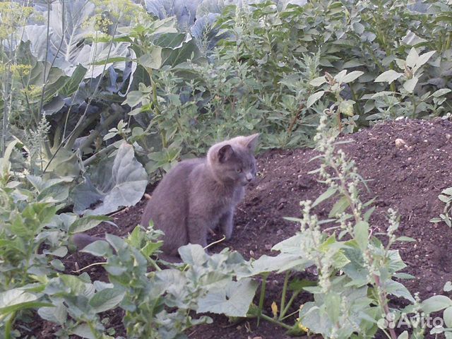 Котенок в добрые руки