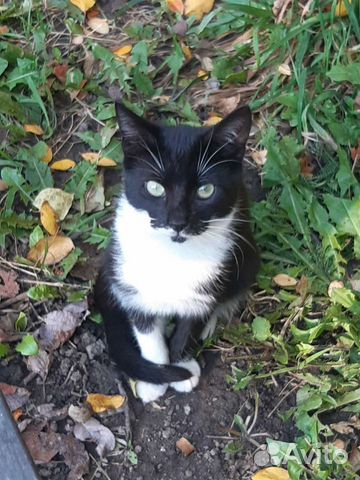 Девочка Маркиза подросток 5 месяцев