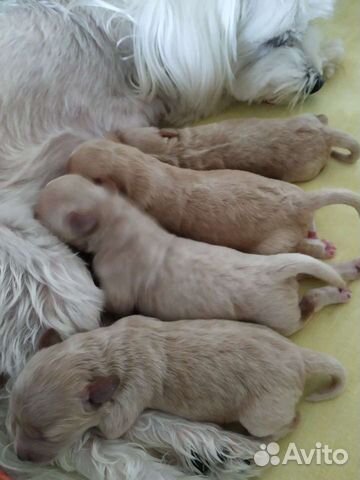 Щенки мальтипу