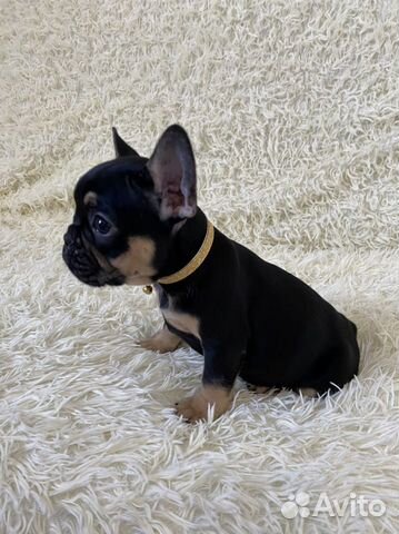 Французский бульдог