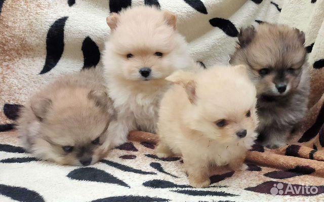 Щенки шпица
