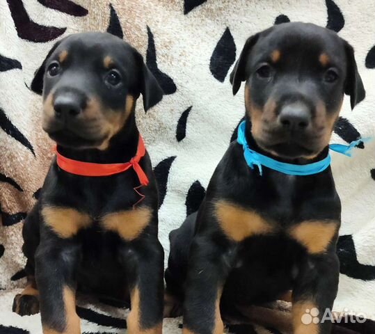 Щенки добермана
