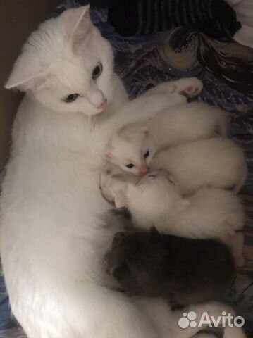 Отдам котят бесплатно, у беленьких разные глазки