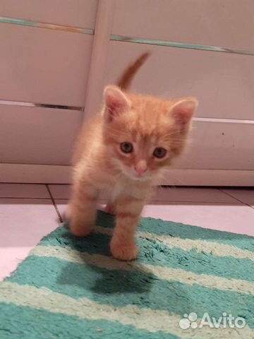 Рыжий котенок в добрые руки мальчик