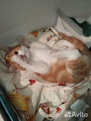 Котенок в добрые руки мальчик
