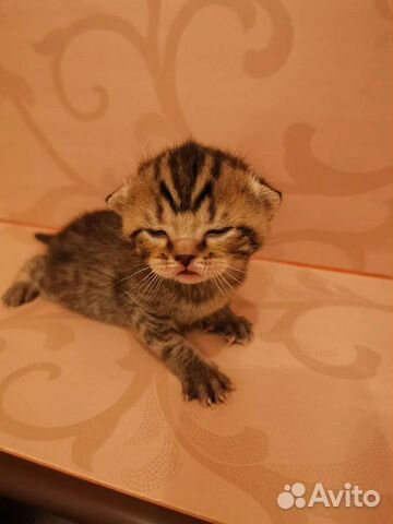 Шотландская вислоухая кошка