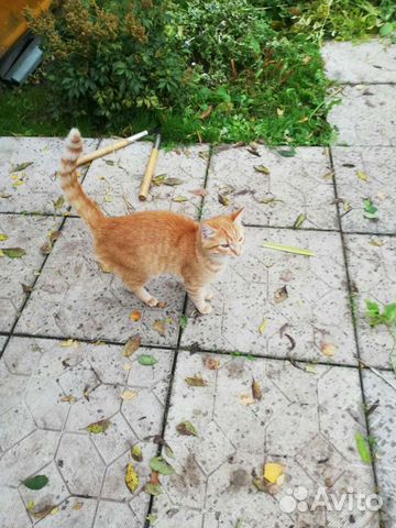 Милый котик