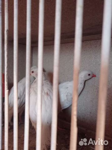 Кабк кеклик белый