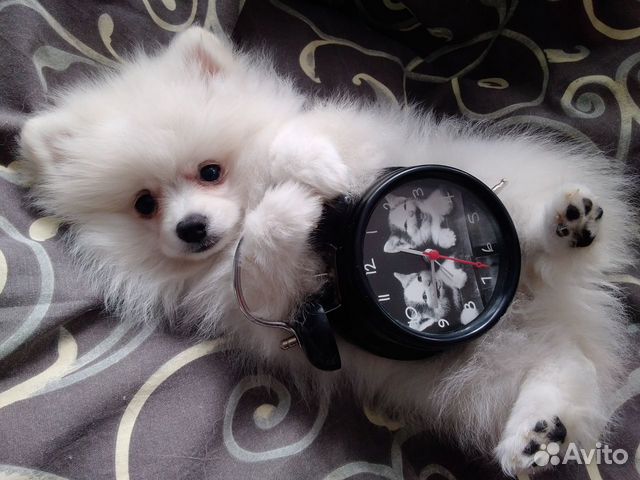 Шпиц белый принц