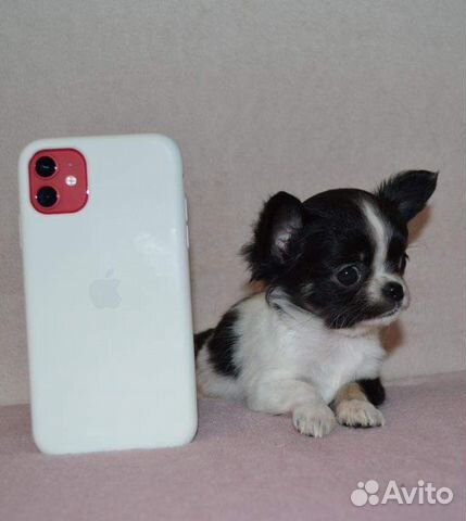 Настоящие Курносые Мини и Микро Чихуахуа РКФ