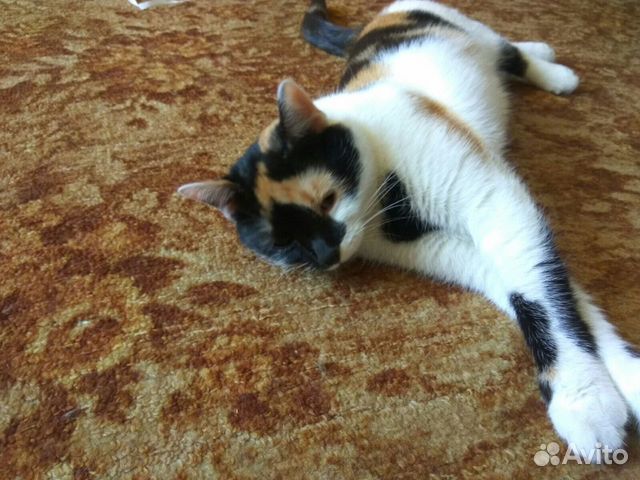 Кошка