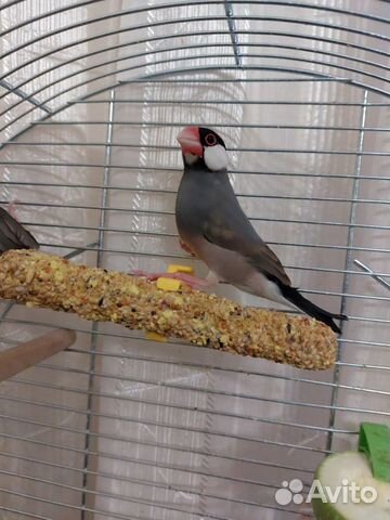 Рисовая амадина