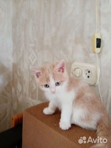 Шотландский котенок
