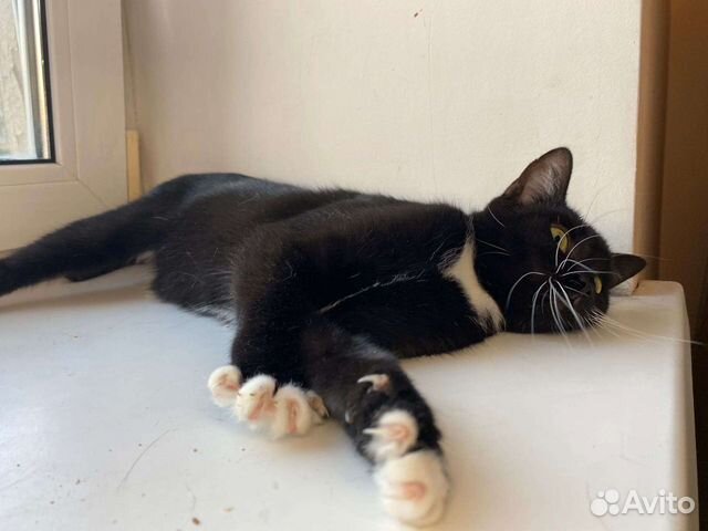 Ласковая кошка Эльвира