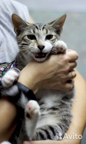 Котенок Фунтик маленький эталон кота
