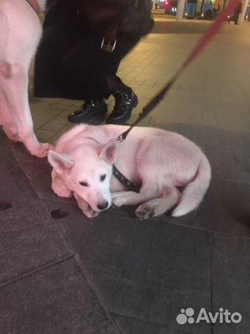 Щенкоу волкособа