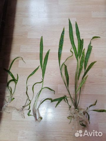 Криптокорина Апоногетонолистная