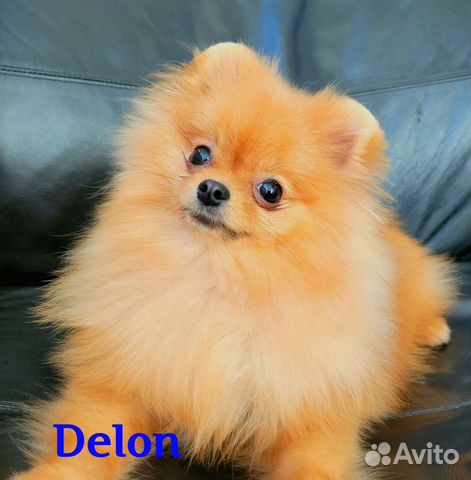 Померанский шпиц мини