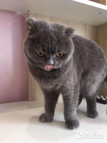 Кошка шотландская вислоухая лиловая