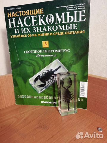 Скорпион Гетерометрус