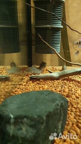 Коридорас штерба