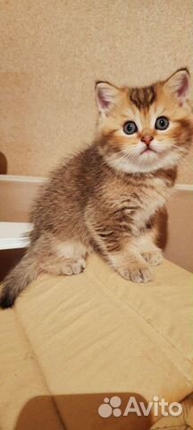 Самый красивый котик. Золотая шиншилла