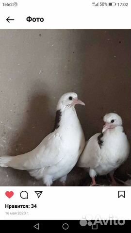 Голуби