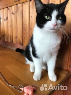 Кошка в дар