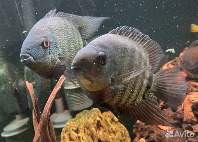 Продам Северум