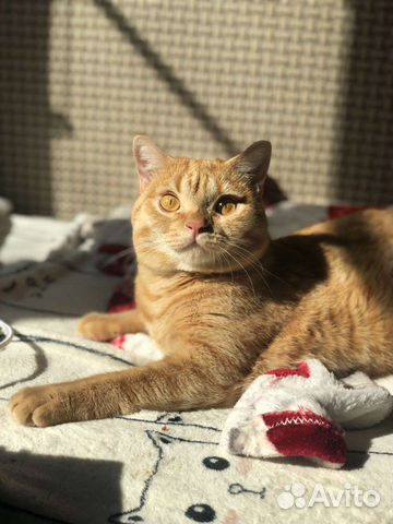 Котик в добрые руки