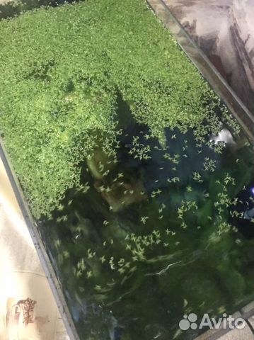 Аквариумные растения