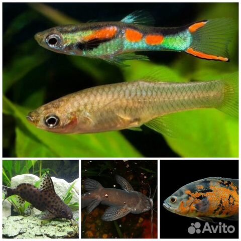 Аквариумные рыбки