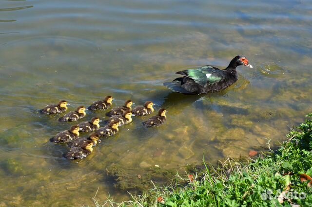 Продам индоуток