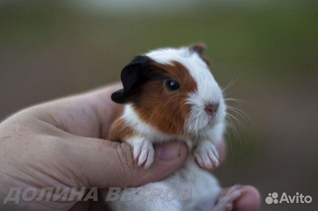 Морская свинка девочка крестед тортик